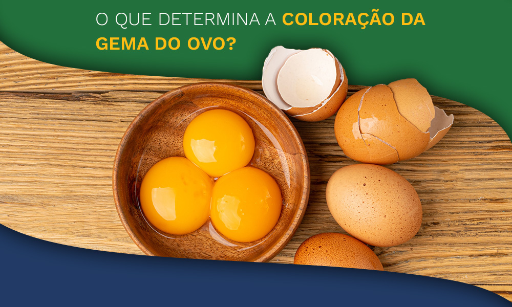 O que determina a coloração da gema do ovo? - Soma