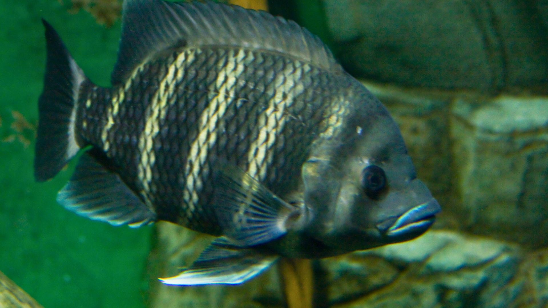 Produção de Tilápia em Aquaponia: Um Guia Completo - Soma