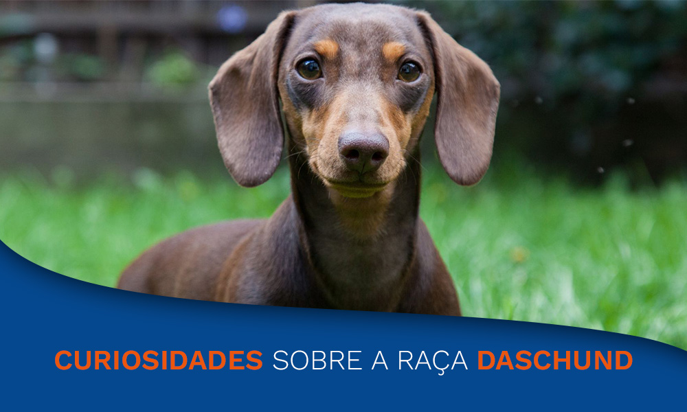 Daschund: Curiosidades da Raça "Salsicha"